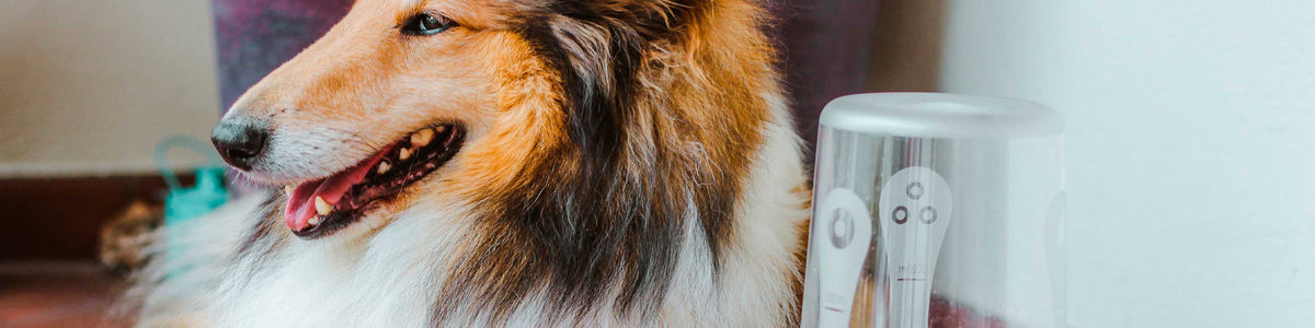DOG FOOD AND WATER DISPENSERS | Ferplast Official