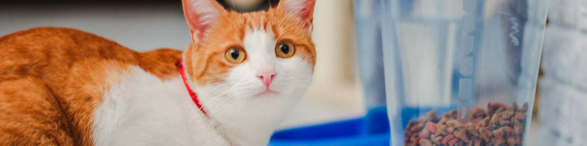 CAT FOOD AND WATER DISPENSERS | Ferplast Official