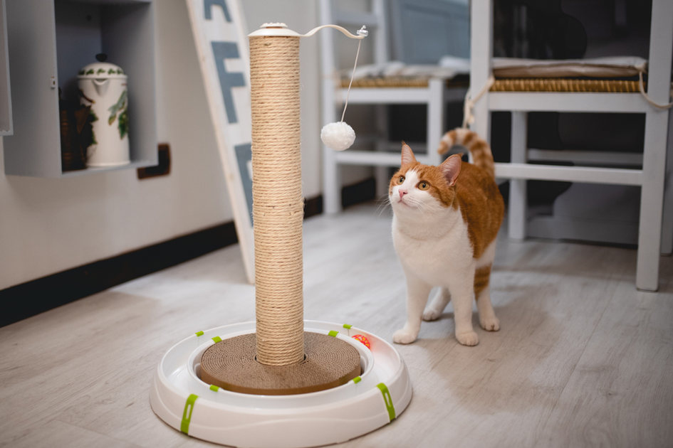 Cats | Ferplast Official