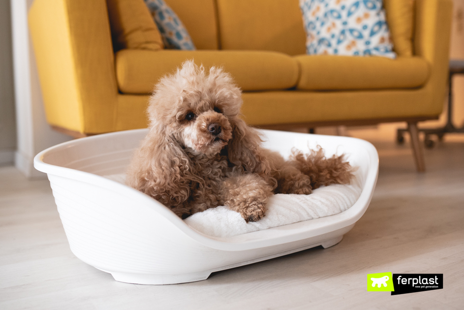 Dog's bed | Ferplast Official