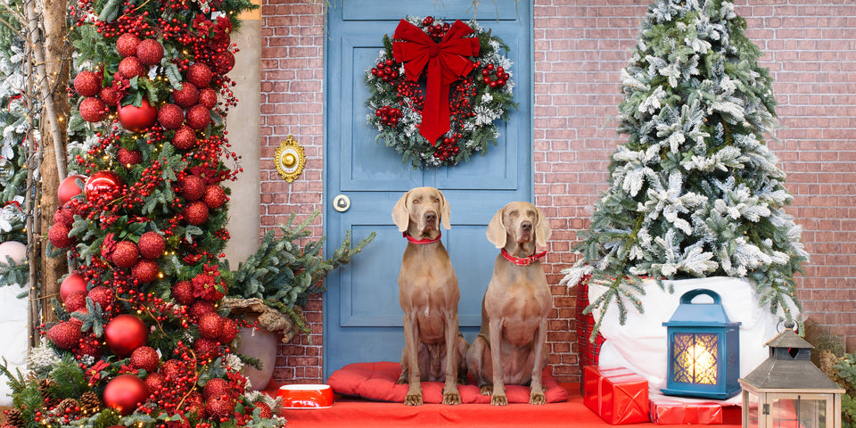 Pet Supplies Pet Accessories: visit our online shop | Ferplast